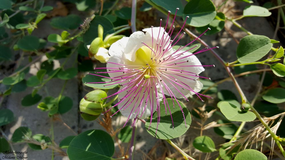 Kapern-Blüte Foto & Bild | urlaub, natur, pflanzen Bilder auf fotocommunity