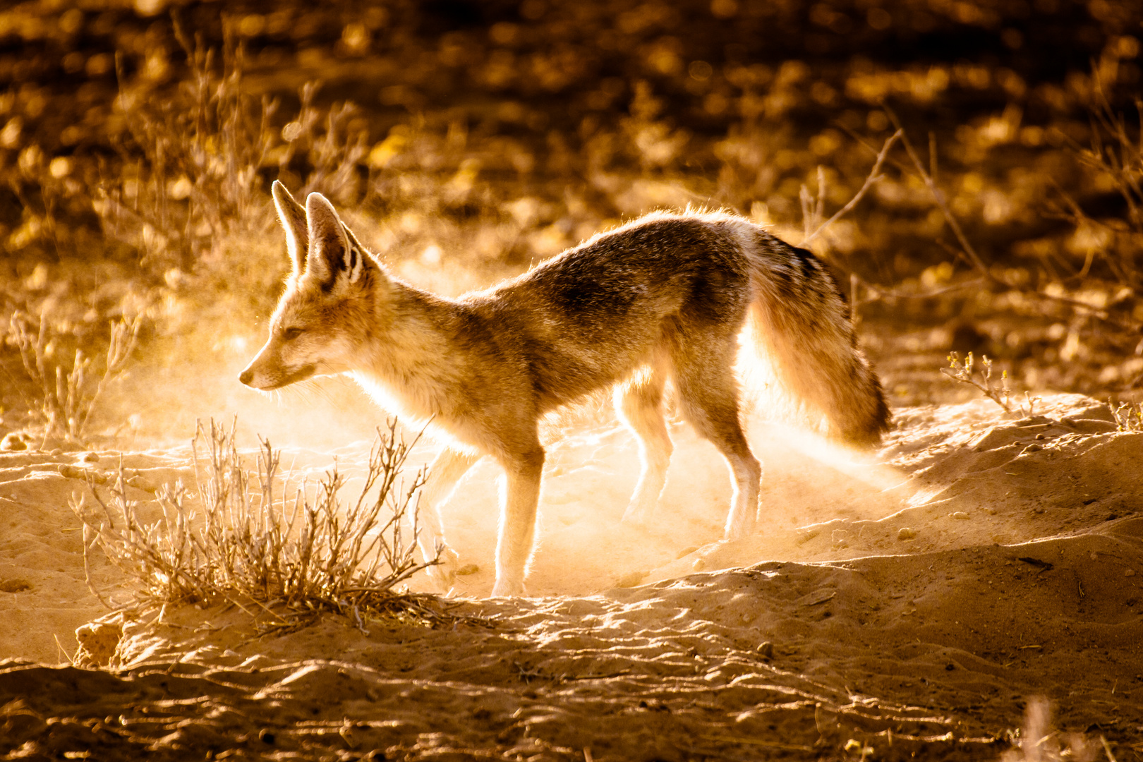 Kapfuchs Foto & Bild | kalahari wildlife, sommer, sonnenaufgang Bilder ...
