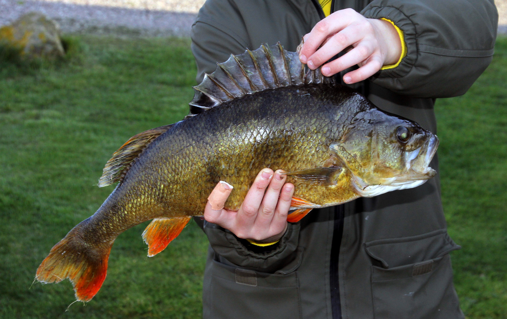Kapitaler Flussbarsch Foto & Bild | angeln und fische, spezial, angeln ...