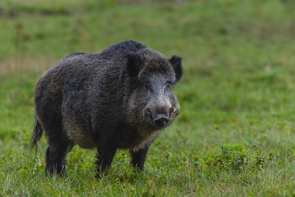 Kapitaler Keiler Foto & Bild | tiere, wildlife, säugetiere Bilder auf ...