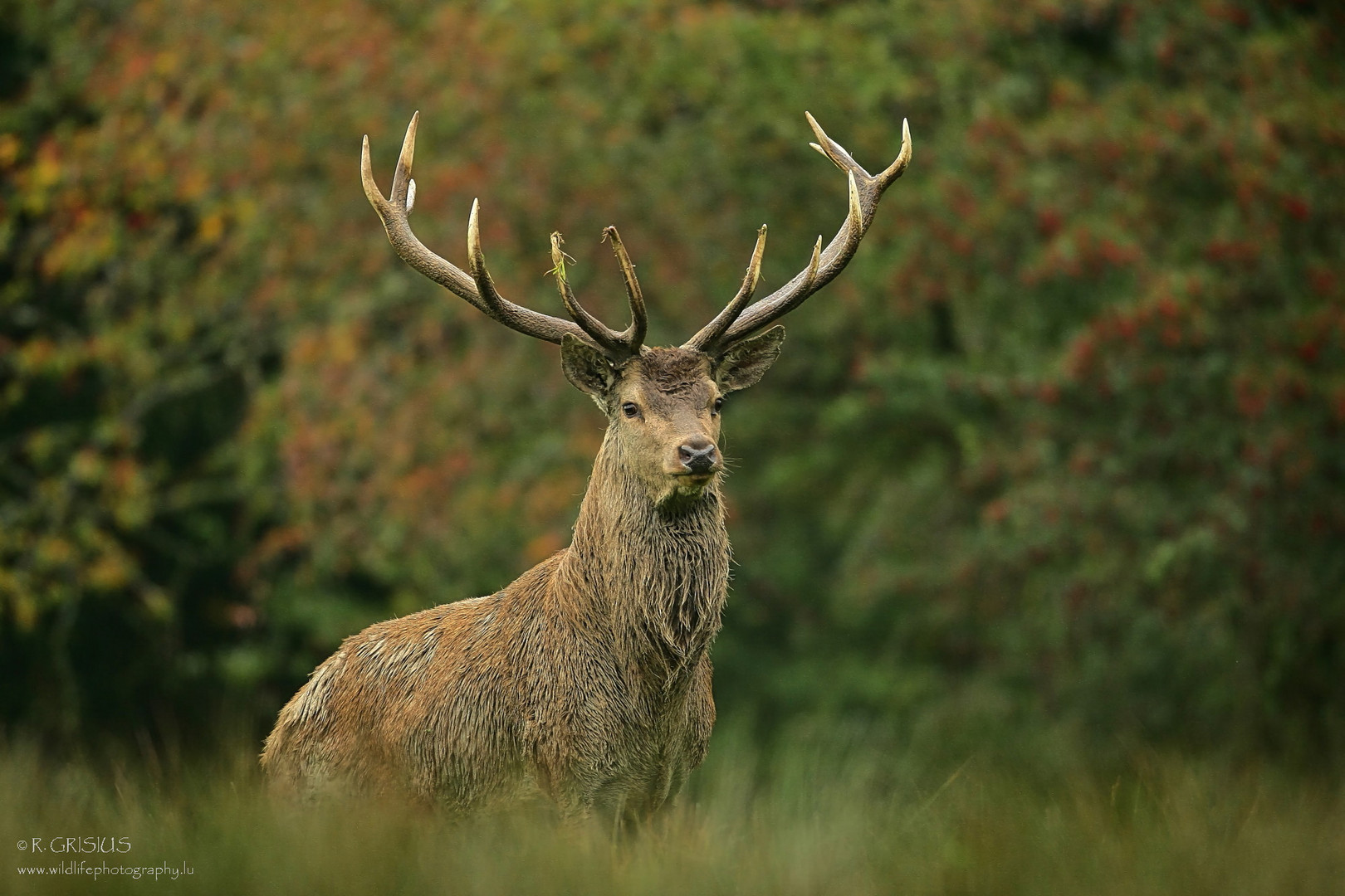 Kapitaler Rothirsch Foto & Bild | wald, natur, herbst Bilder auf ...