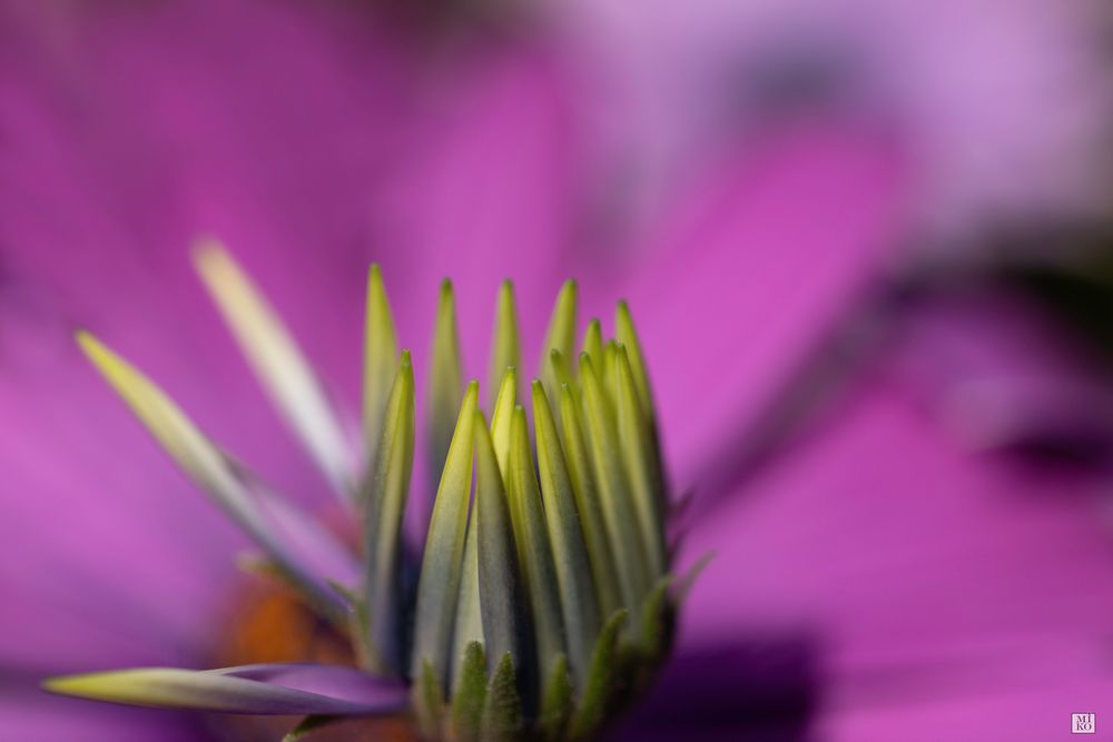 Kapkörbchen Foto & Bild | natur-makros, projekte, natur-kreativ Bilder auf fotocommunity