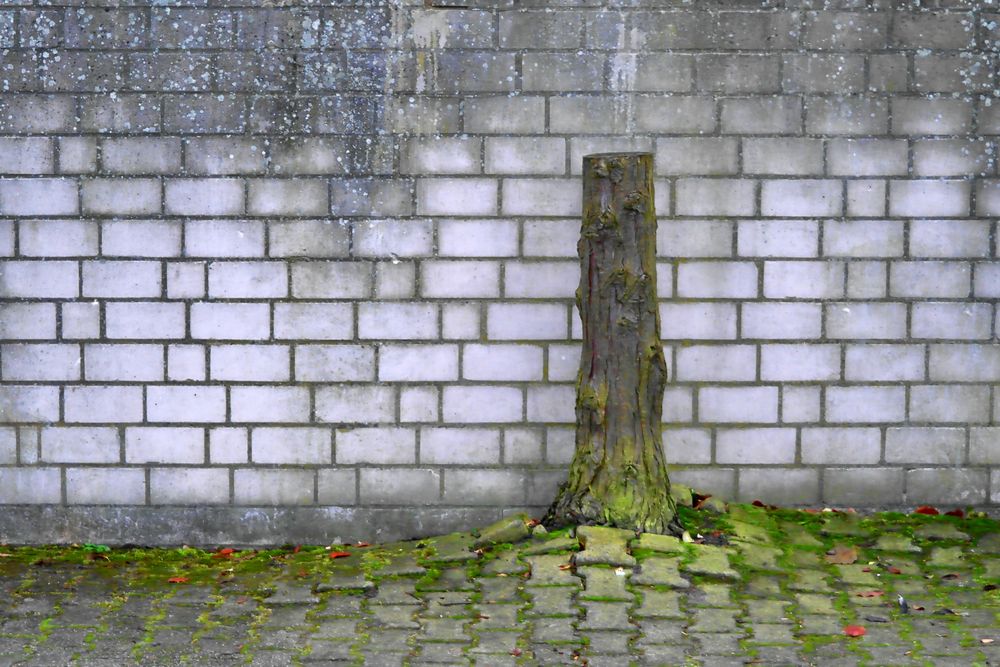 kaputt gemacht, was kaputt machte Foto & Bild | baum, natur, landschaft ...