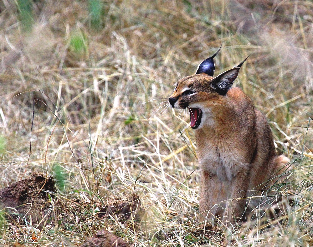 Karakal Foto & Bild | tiere, wildlife, säugetiere Bilder auf fotocommunity