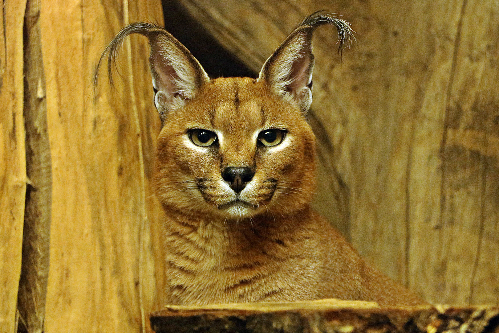 Karakal Foto & Bild | tiere, zoo, wildpark & falknerei, säugetiere ...