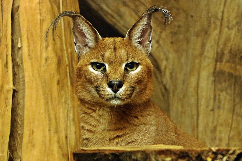 Karakal Foto & Bild | tiere, zoo, wildpark & falknerei, säugetiere ...