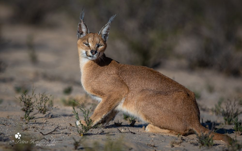 Karakal Foto & Bild | africa, southern africa, tiere Bilder auf ...