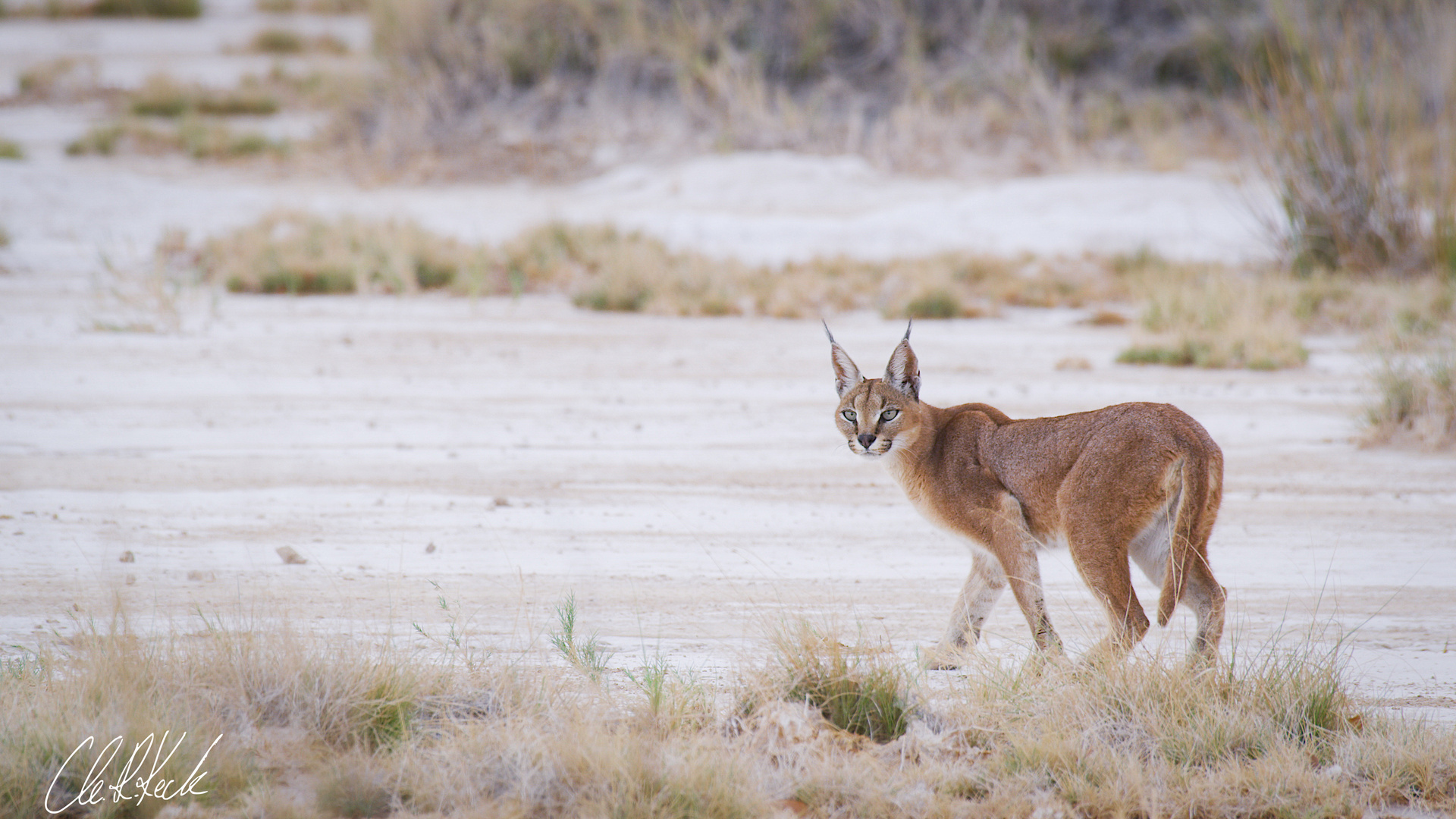 Karakal Foto & Bild | natur, namibia, afrika Bilder auf fotocommunity