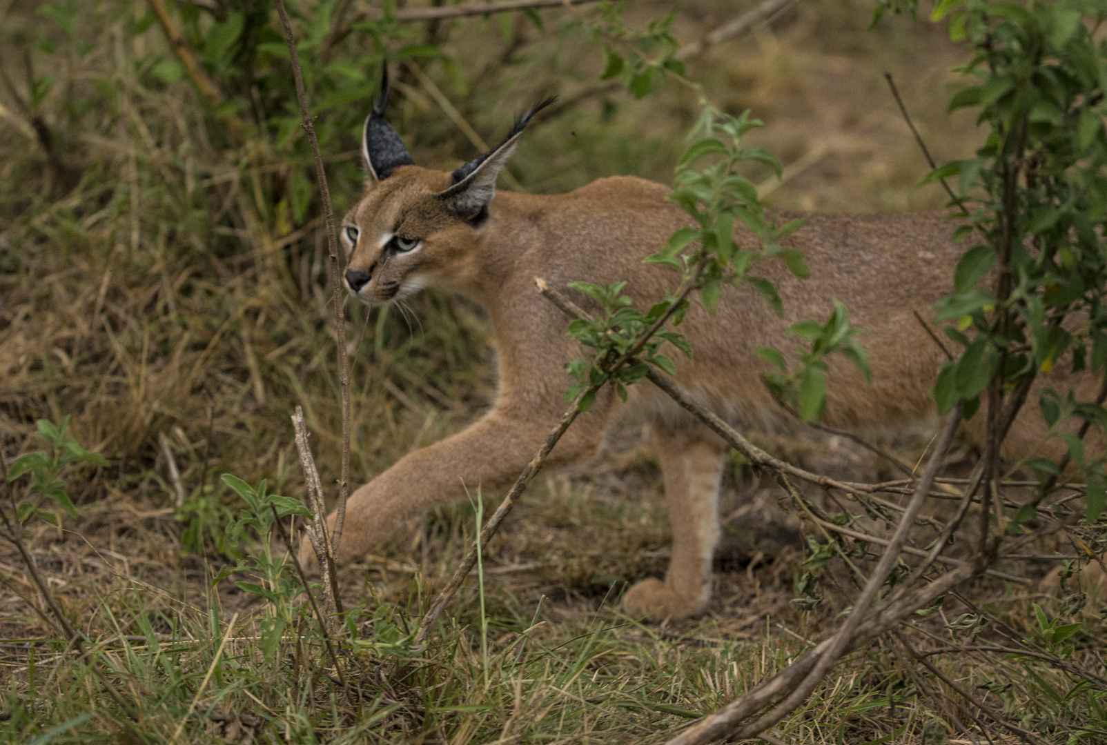 Karakal Foto & Bild | tiere, wildlife, säugetiere Bilder auf fotocommunity