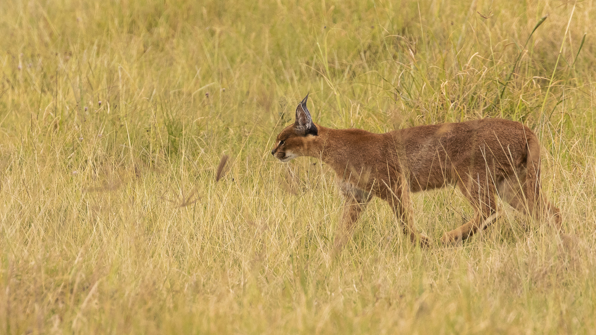 Karakal Foto & Bild | natur, katzen, reisen Bilder auf fotocommunity