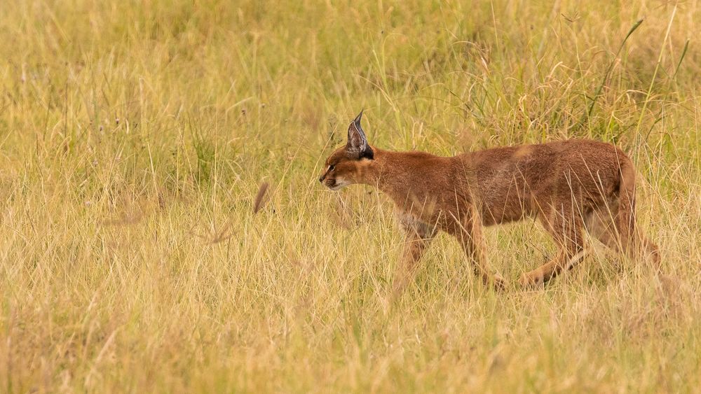 Karakal Foto & Bild | natur, katzen, reisen Bilder auf fotocommunity