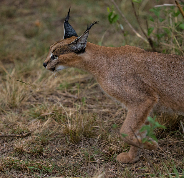 Karakal Foto & Bild | tiere, wildlife, säugetiere Bilder auf fotocommunity