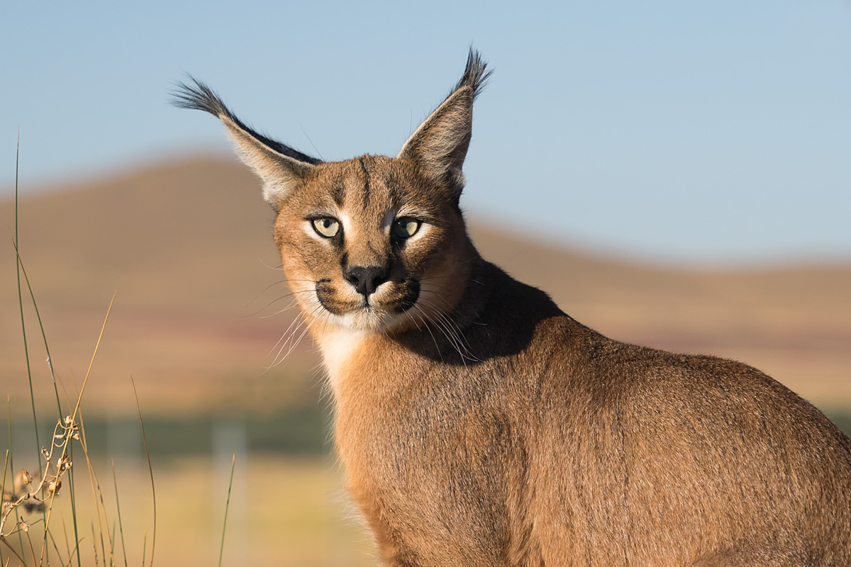 Karakal Foto & Bild | natur, tiere, wildlife Bilder auf fotocommunity