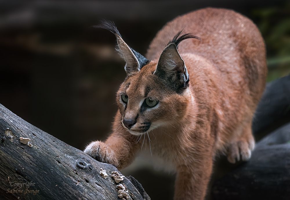 Karakal Foto & Bild | natur, katzen, tiere Bilder auf fotocommunity