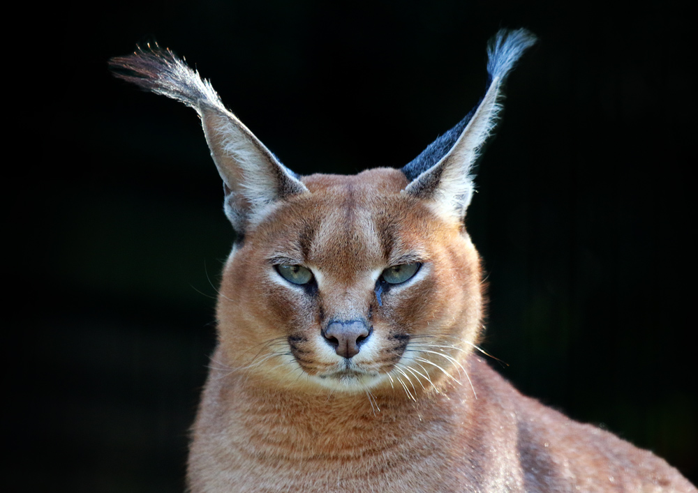 Karakal Foto & Bild | tiere, zoo, wildpark & falknerei, säugetiere ...