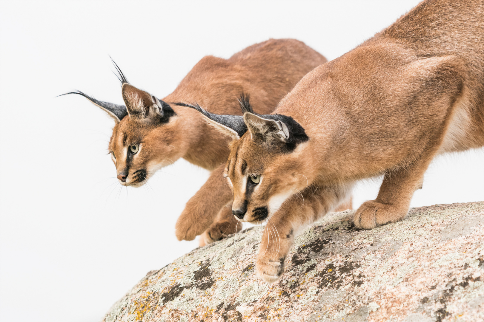 Karakal's auf der Jagd Foto & Bild | tiere, wildlife, wildlife ...