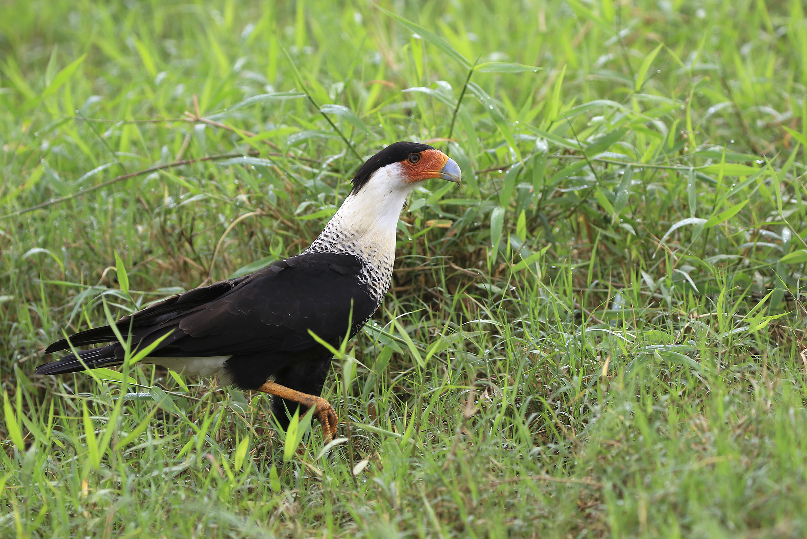 Karakara Foto & Bild | north america, central america, tiere Bilder auf fotocommunity