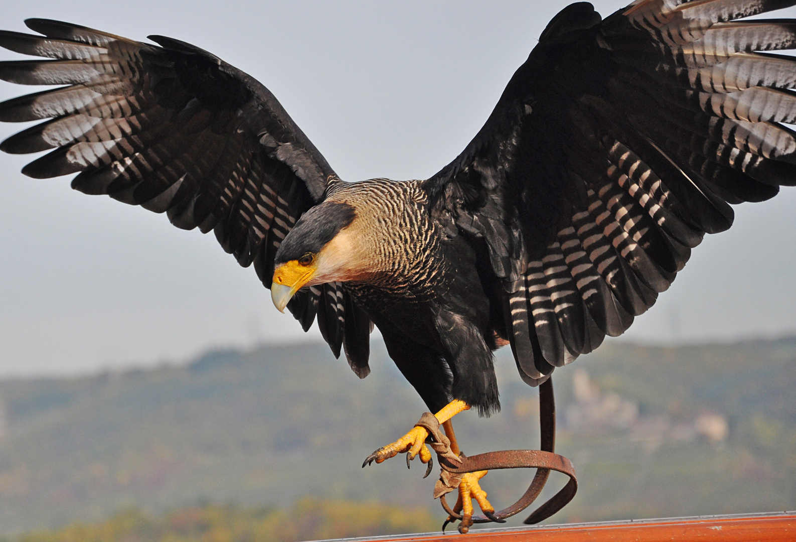 Karakara Foto & Bild | tiere, zoo, wildpark & falknerei, vögel Bilder ...