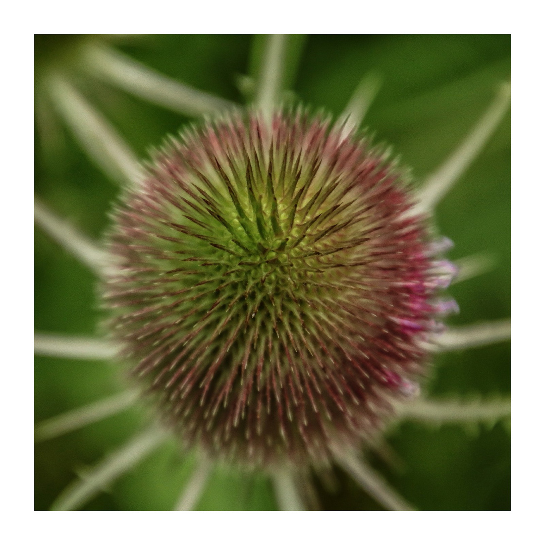 Karde Foto & Bild | art, world, spezial Bilder auf fotocommunity