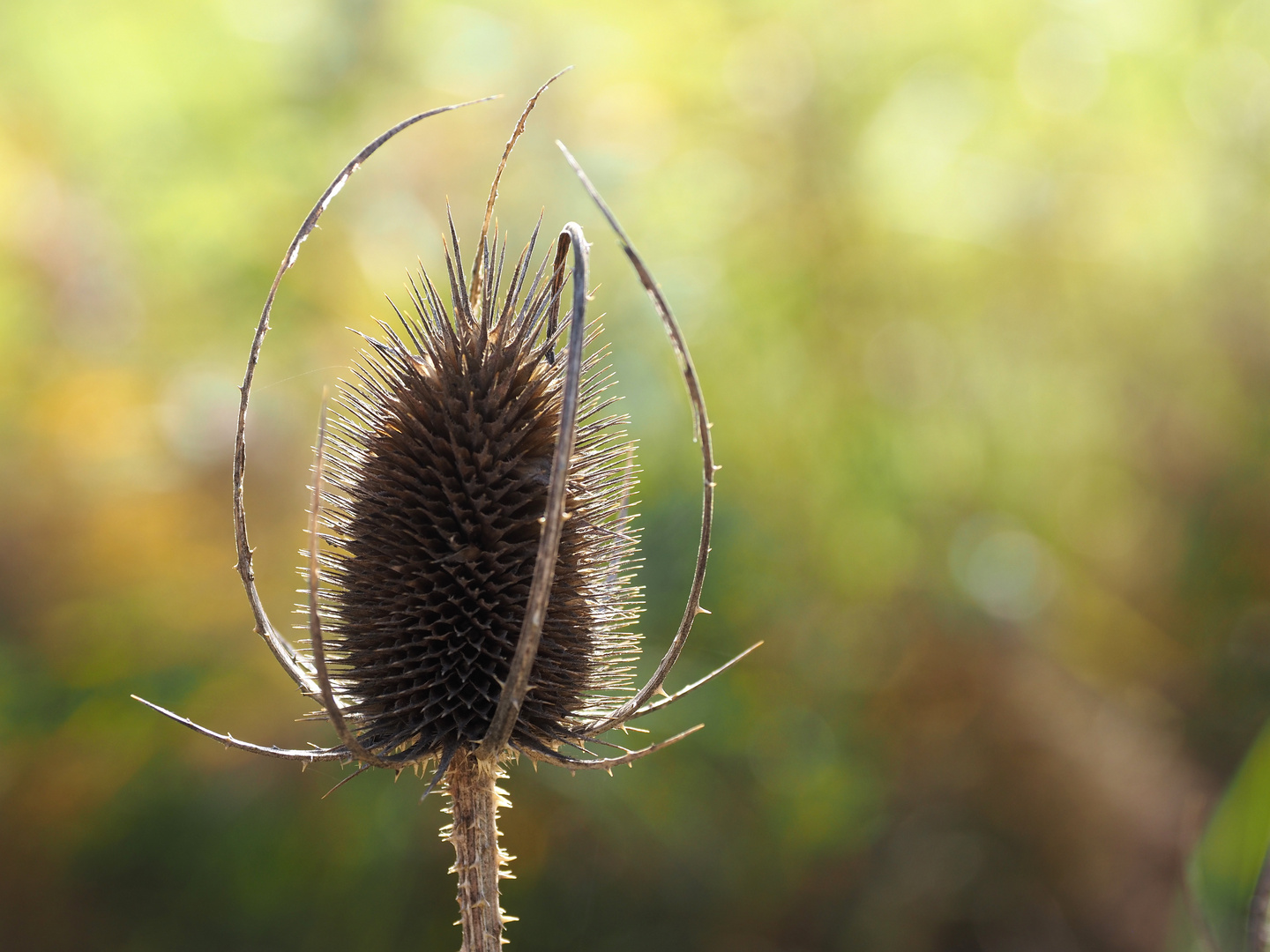 karde im herbstlicht Foto & Bild | projekte, 3 - mittwochsblümchen ...