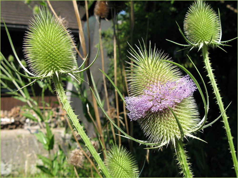 Karden Foto & Bild | pflanzen, pilze & flechten, heilpflanzen, natur ...