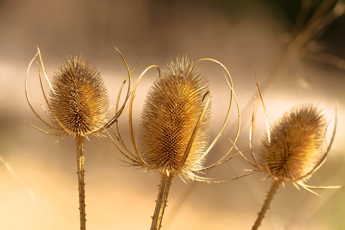 Karden Foto & Bild | mallorca, natur, flora Bilder auf fotocommunity