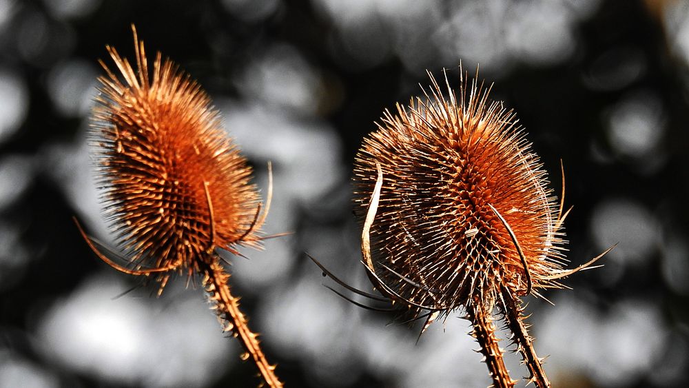 Karden Foto & Bild | pflanzen, pilze & flechten, blüten ...