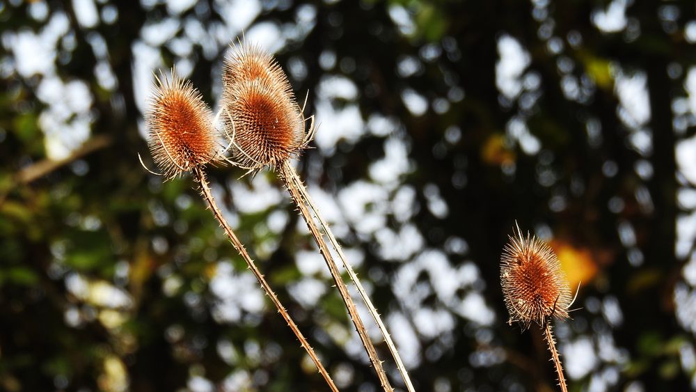 Karden Foto & Bild | pflanzen, pilze & flechten, blüten ...