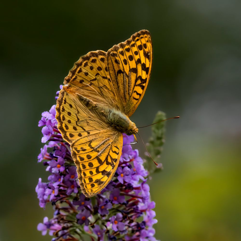 Kardinal - Argynnis pandora Foto & Bild | tiere, wildlife ...