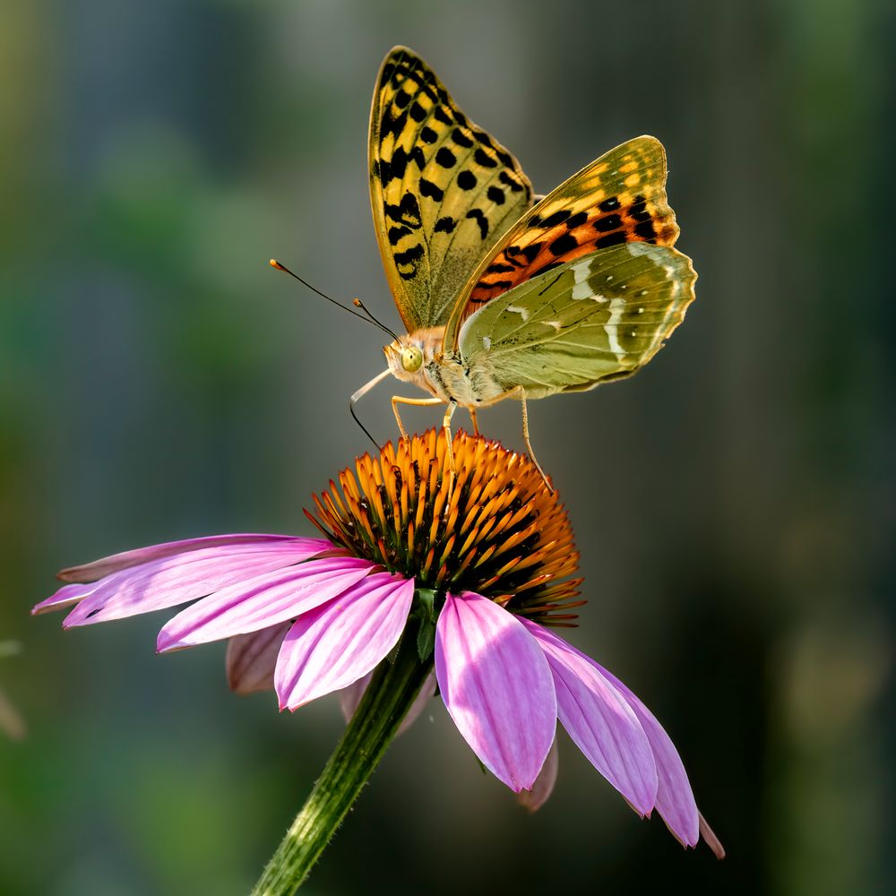 Kardinal - Perlmuttfalter Foto & Bild | tiere, wildlife, schmetterlinge ...