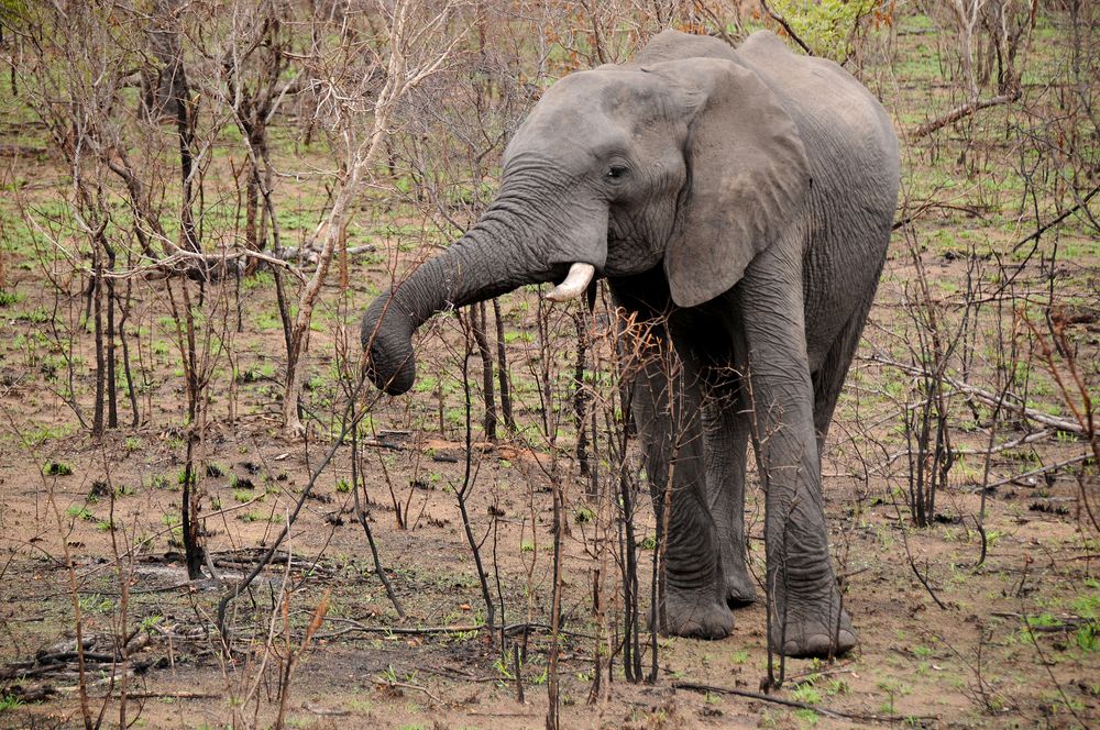 karge Kost Foto & Bild | world, deutschland, dsc2255n Bilder auf ...