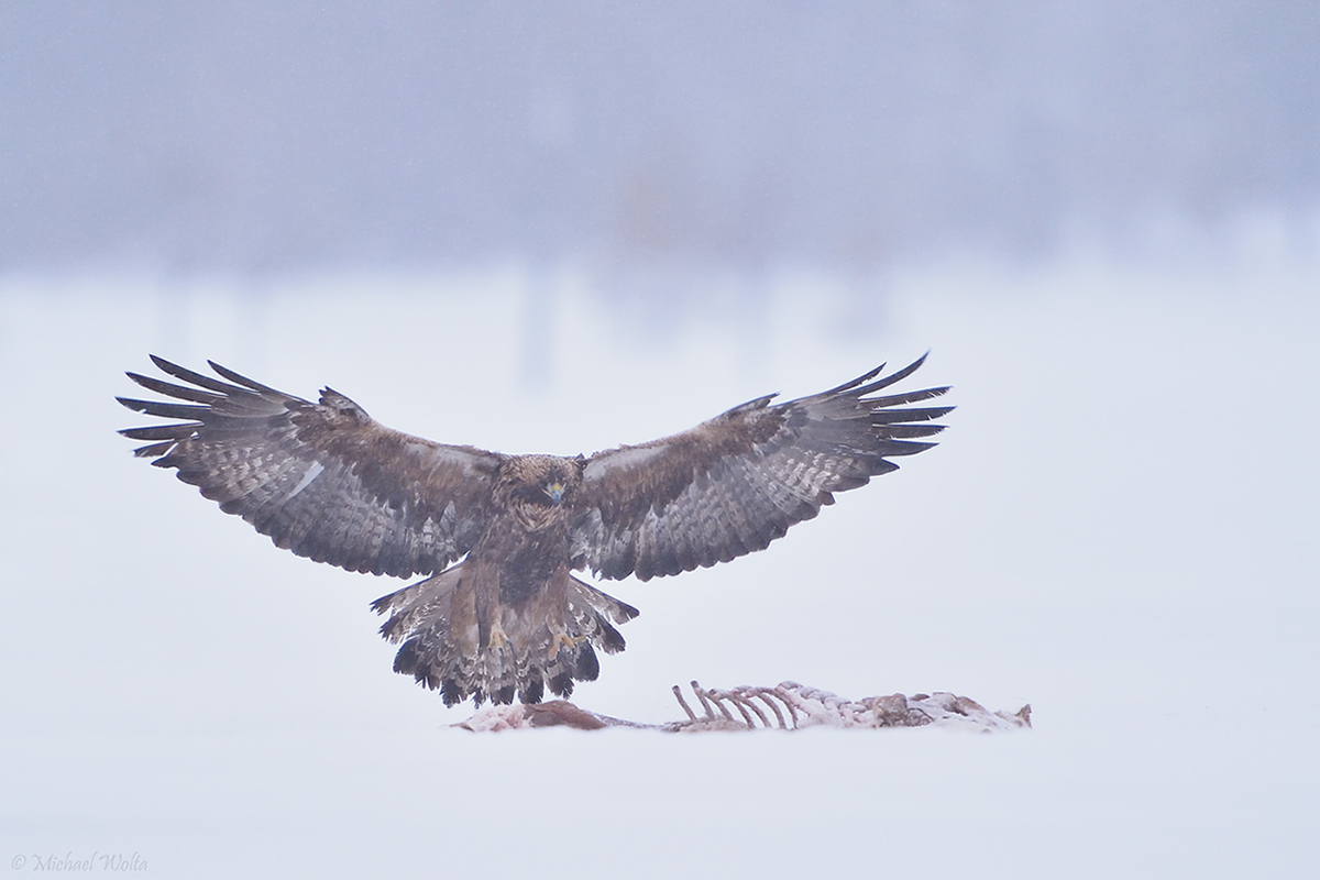 Karge Zeit Foto & Bild | tiere, wildlife, jahreszeiten Bilder auf ...