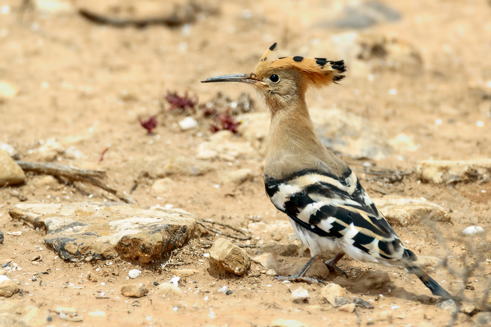 Karge Zeiten Foto & Bild | europe, canary islands die kanaren, spain ...