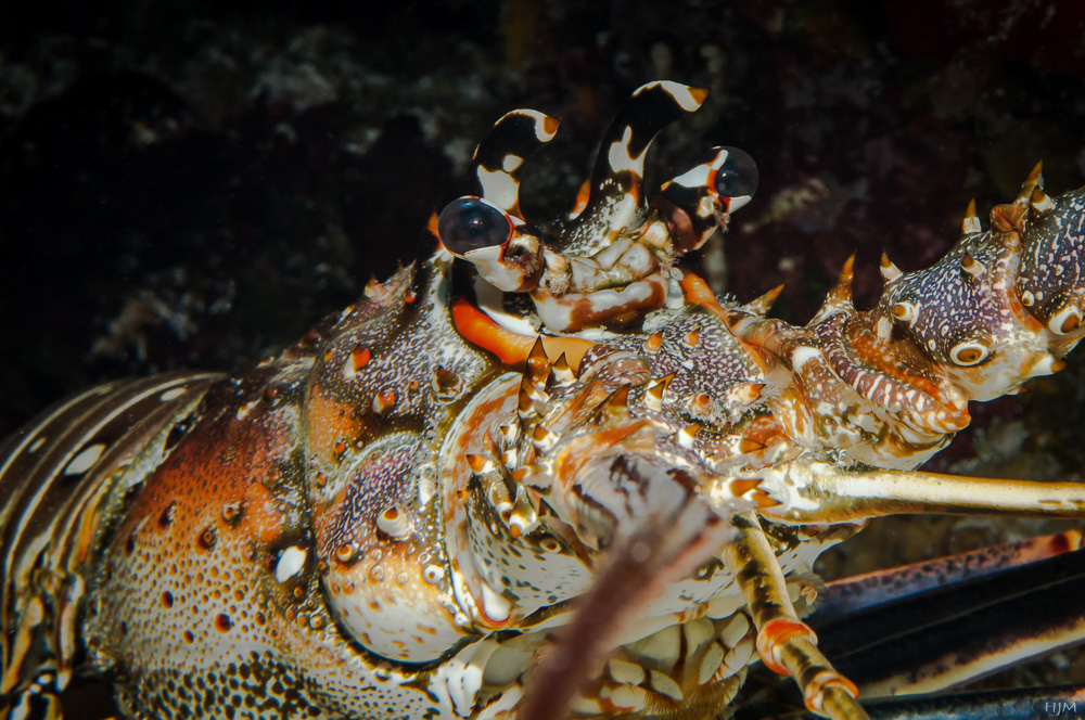 Karibik-Languste Foto & Bild | natur, unterwasser, mexiko Bilder auf ...