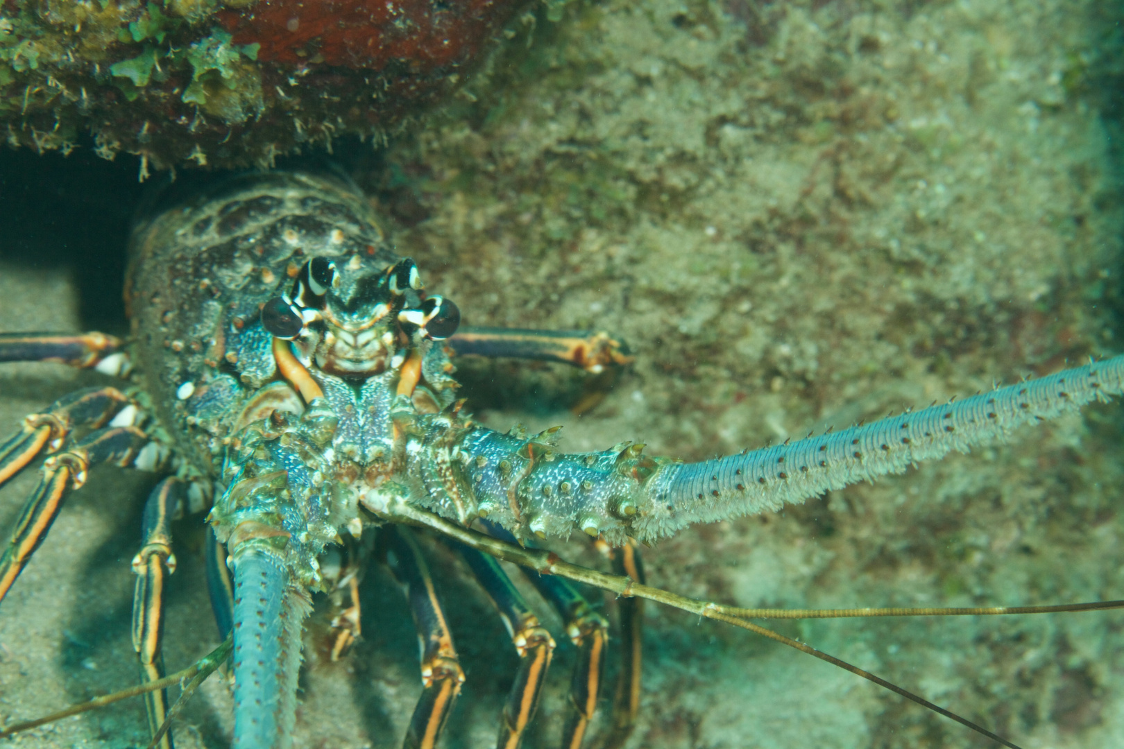 Karibik-Languste - Panulirus argus Foto & Bild | tiere, wildlife ...
