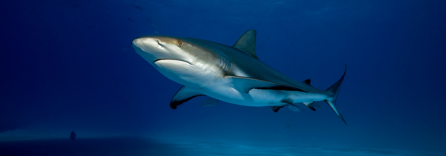 Karibischer Riffhai Foto & Bild | nature, sea, meer Bilder auf ...