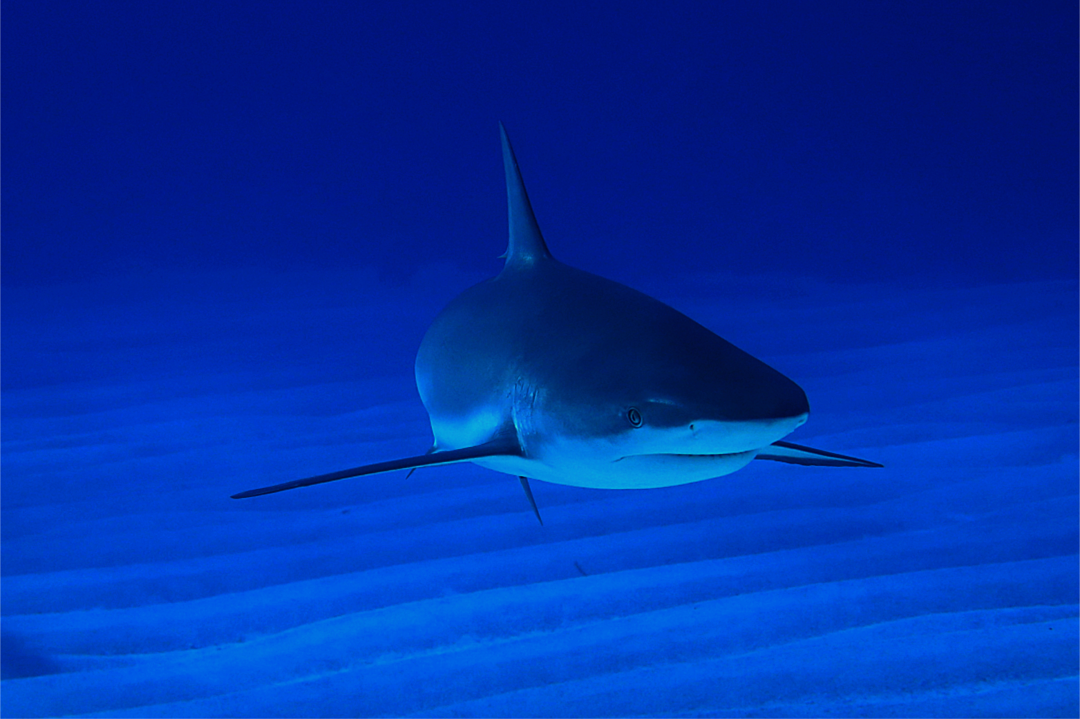 Karibischer Riffhai 4 Foto & Bild | tiere, wildlife, fische Bilder auf ...