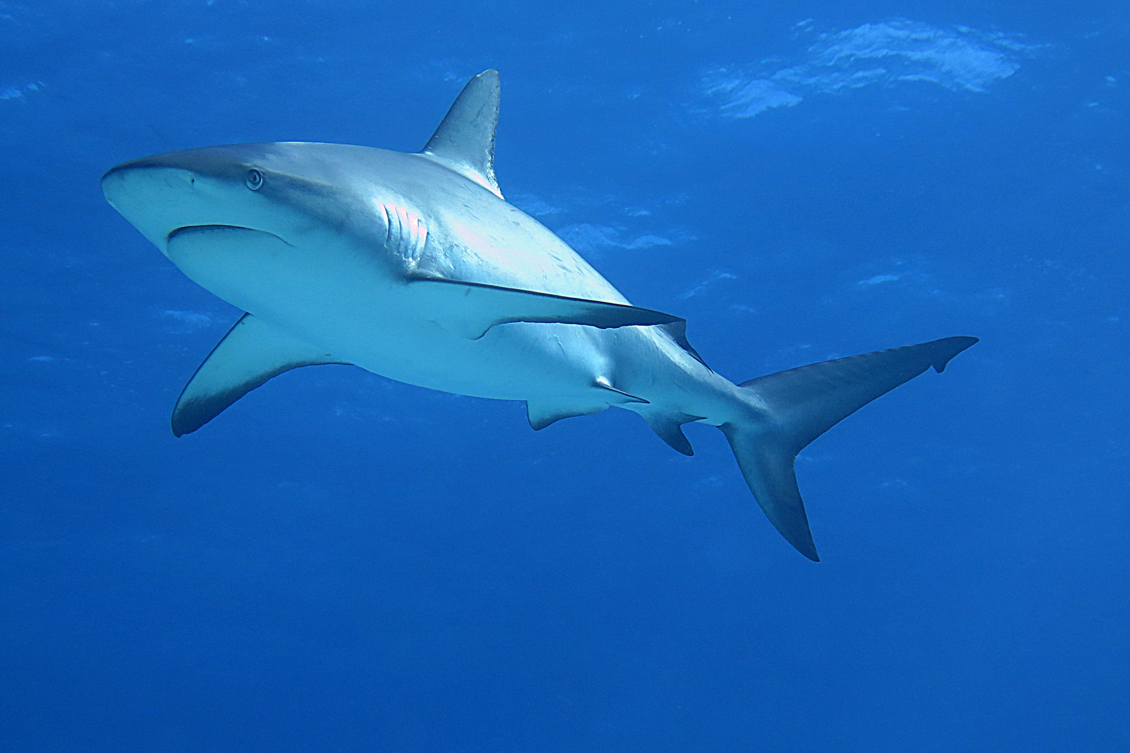 karibischer Riffhai 7 Foto & Bild | unterwasser, uw-salzwasser, natur ...