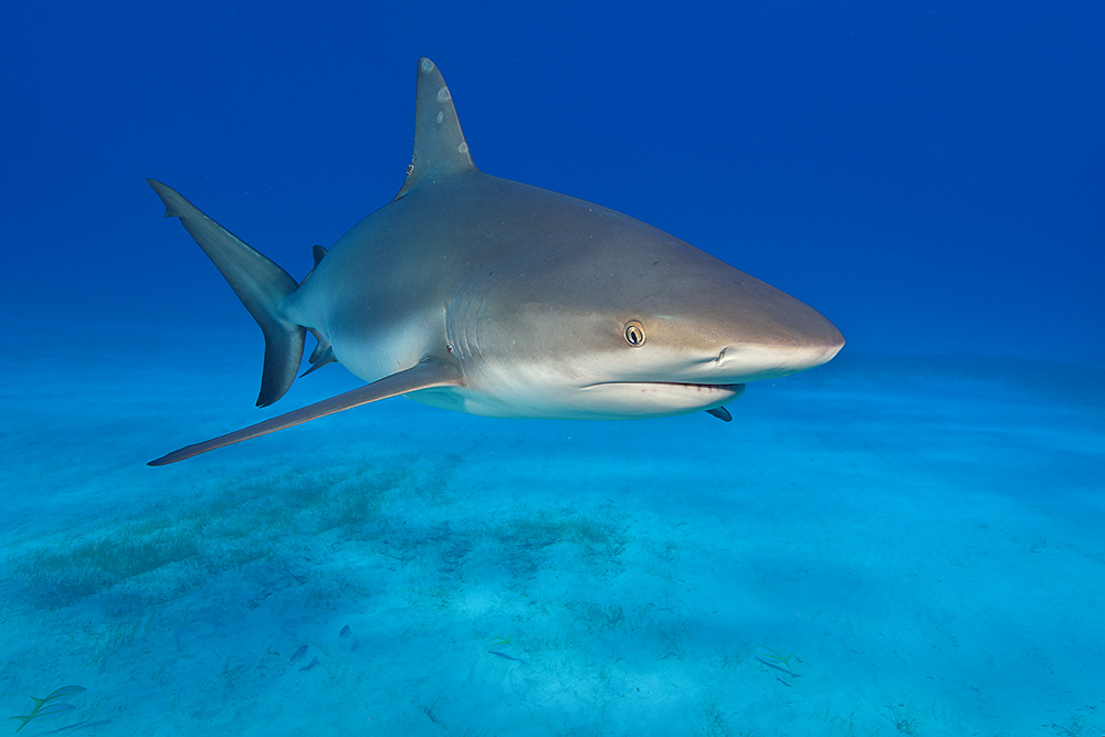 Karibischer Riffhai Foto & Bild | unterwasser, uw-salzwasser, natur ...