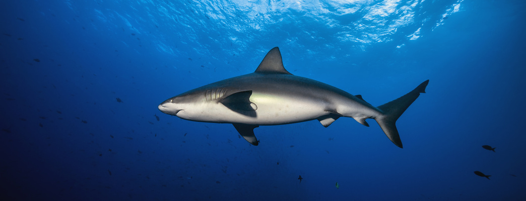 Bahamas Bilder & Fotos