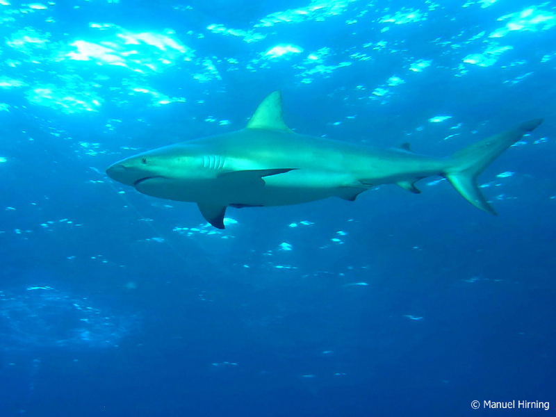 Karibischer Riffhai/ Bahamas Foto & Bild | tiere, wildlife, fische ...