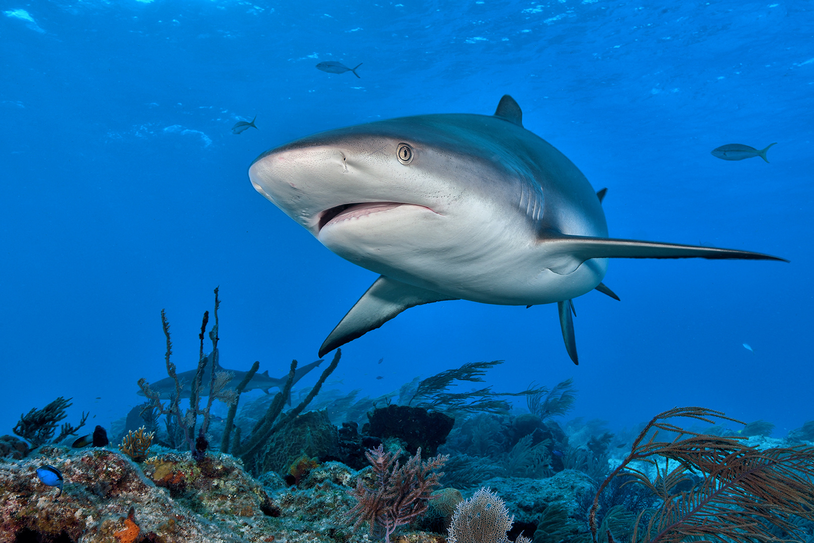 Karibischer Riffhai (Carcharhinus perezii) in seinem Lebensraum Foto ...