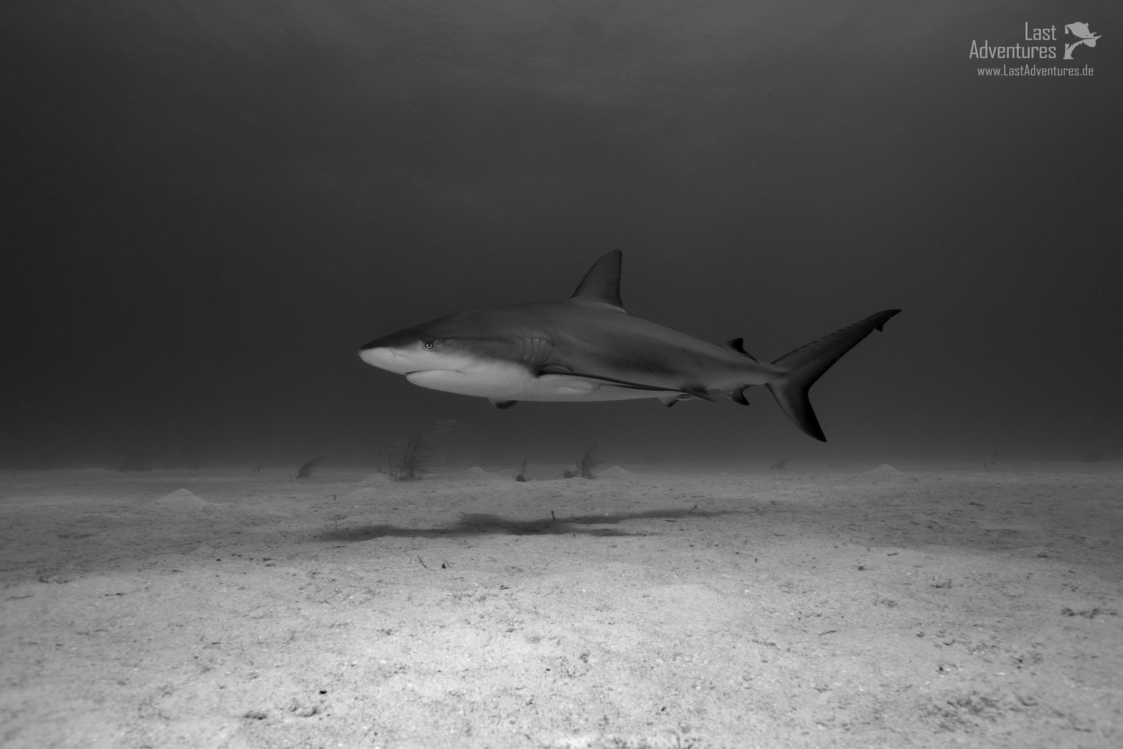 Karibischer Riffhai in schwarz/weiß Foto & Bild | tiere, wildlife ...