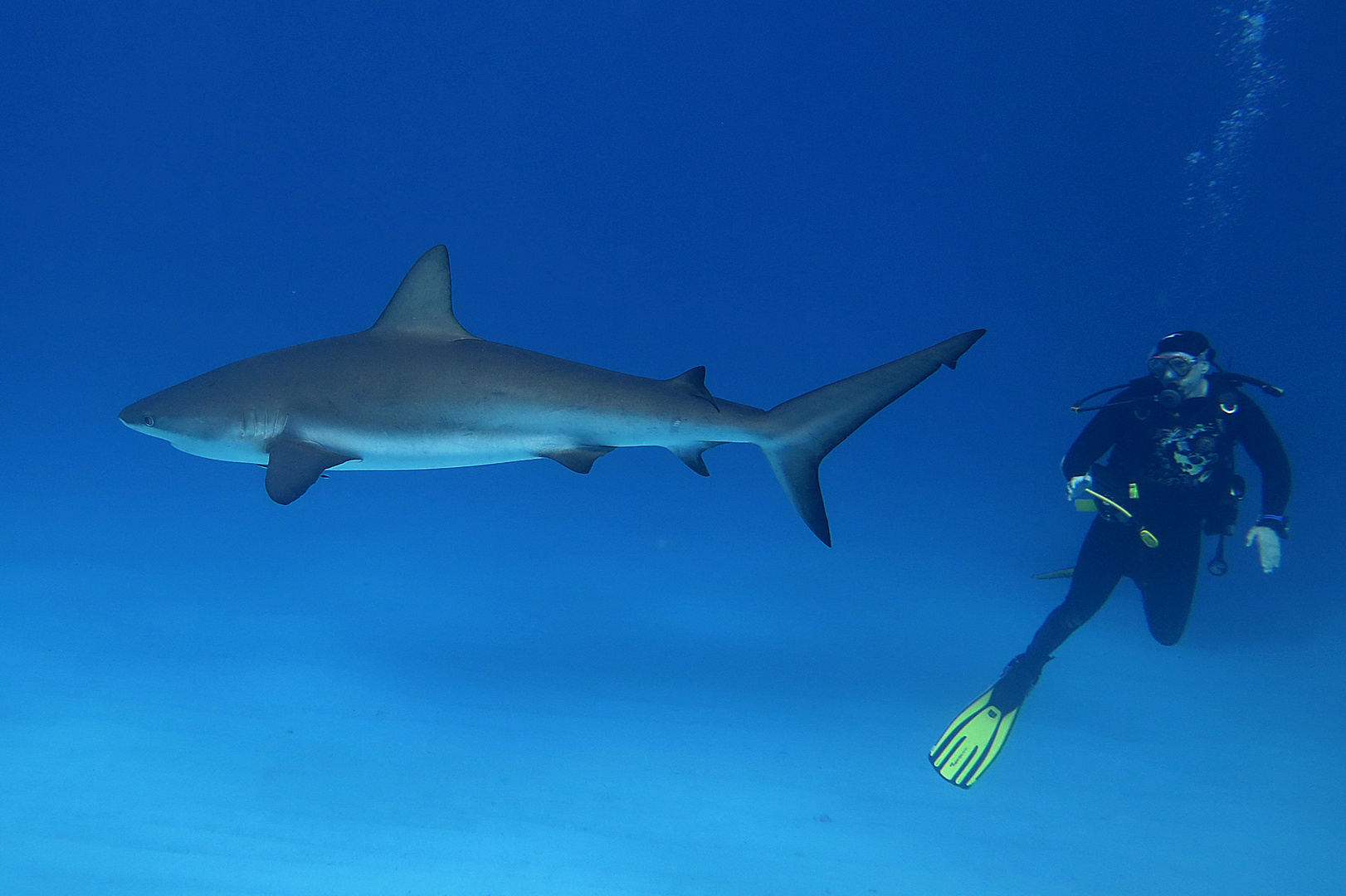 karibischer Riffhai mit Taucher Foto & Bild | tiere, wildlife, fische ...