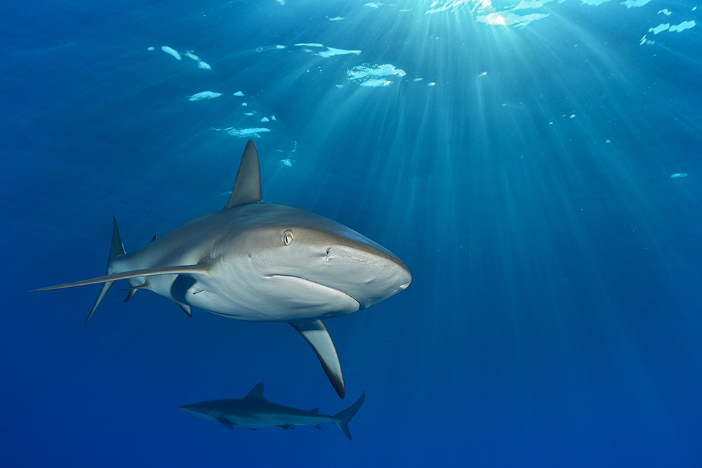 Karibischer Riffhai unter der Abendsonne Foto & Bild | unterwasser, uw ...