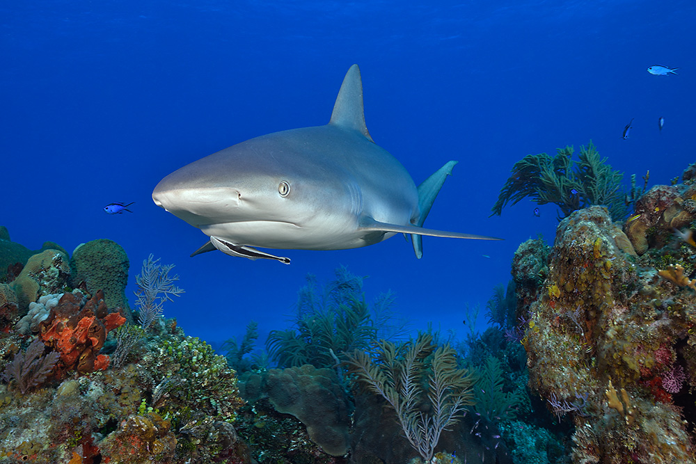 Karibisches Riff Foto & Bild | unterwasser, uw-salzwasser, natur ...