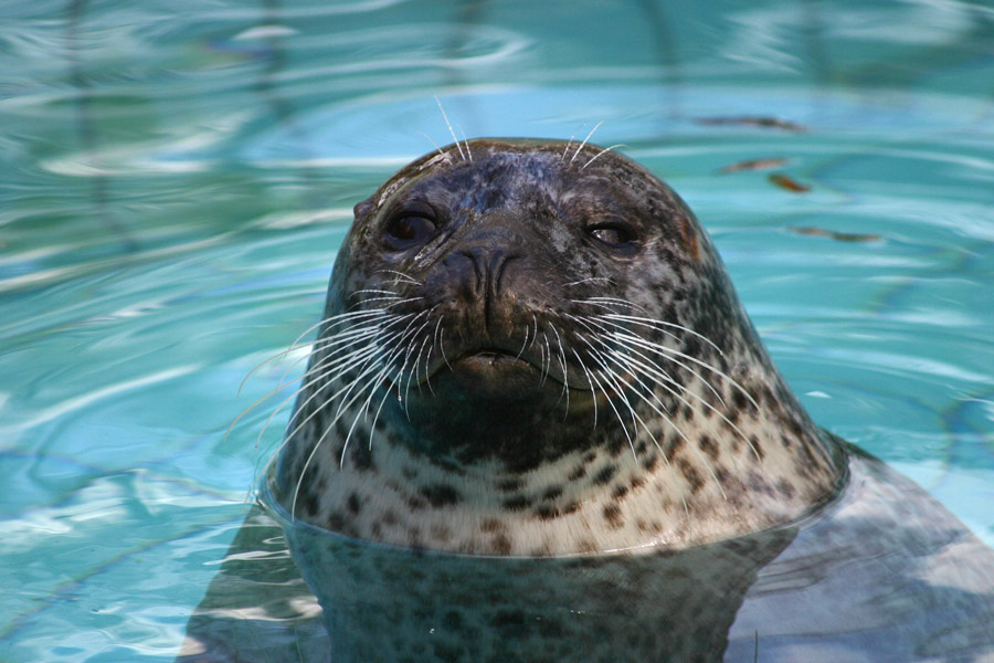 karl dall, die robbe Foto & Bild | tiere, zoo, wildpark & falknerei ...