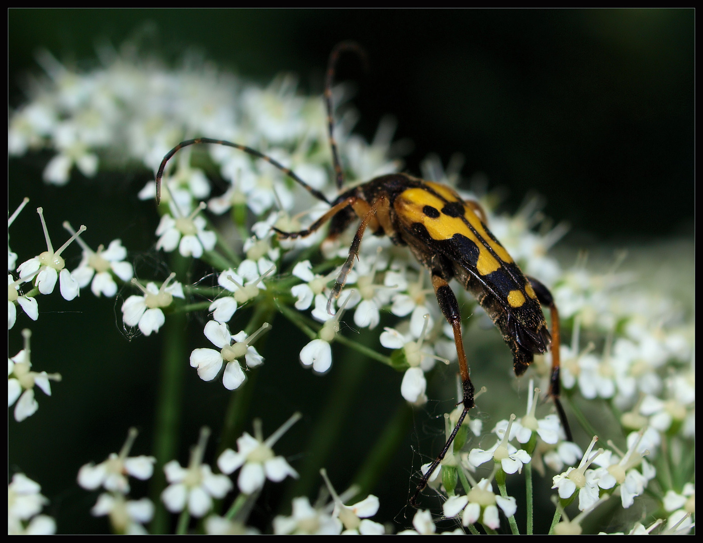 Karl der Käfer... Foto & Bild | tiere, wildlife, insekten Bilder auf ...