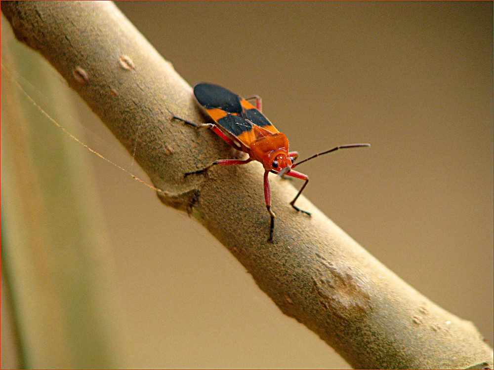 Karl, der Käfer Foto & Bild | tiere, wildlife, insekten Bilder auf ...