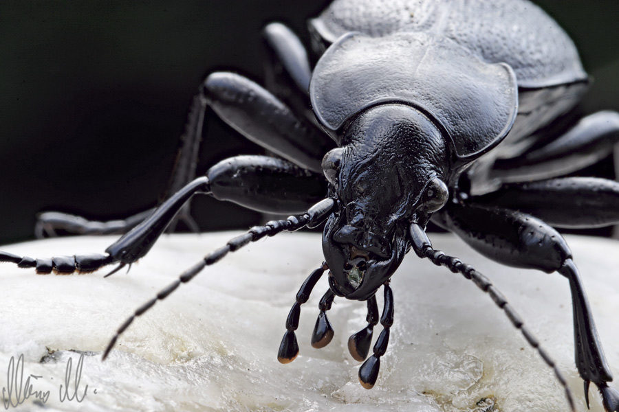Karl der Käfer... Foto & Bild | nah- & makro, techniken, aufnahme ...